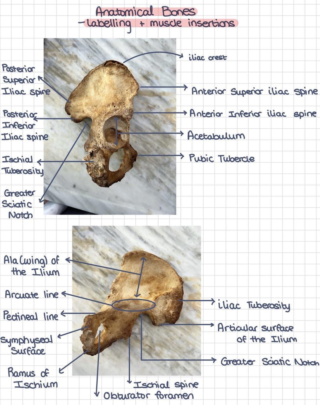 Anatomy CADAVER Notes - Etsy