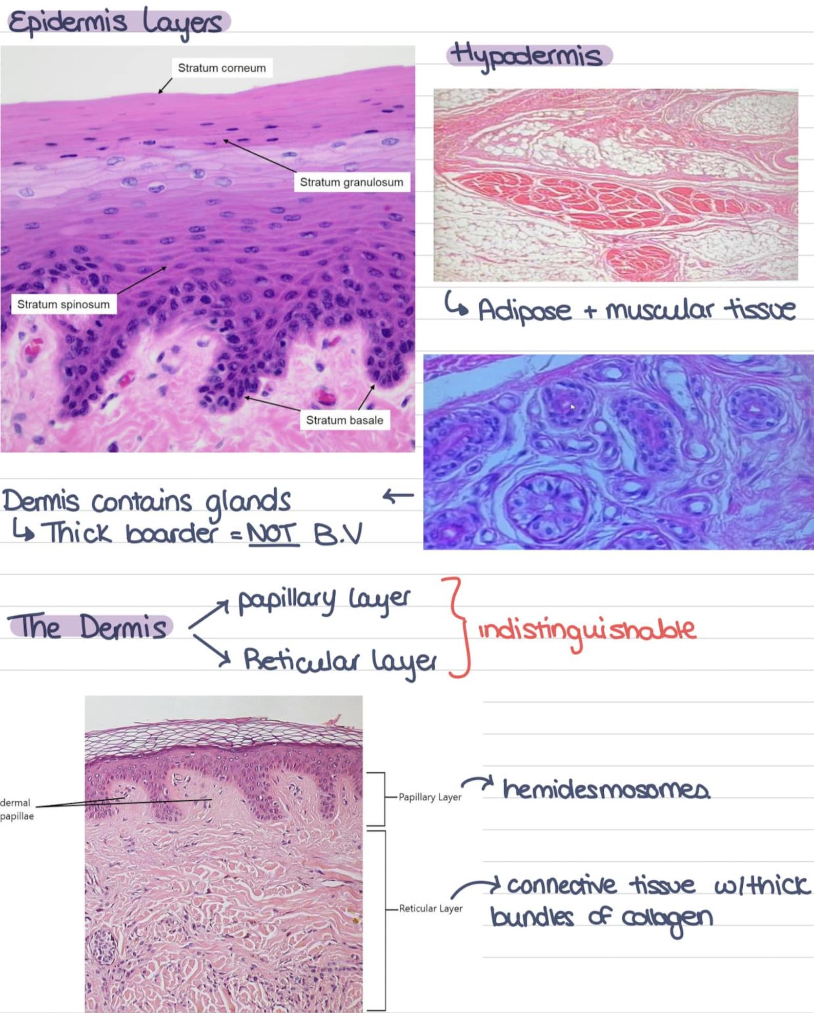 Histology II LAB Notes - Etsy