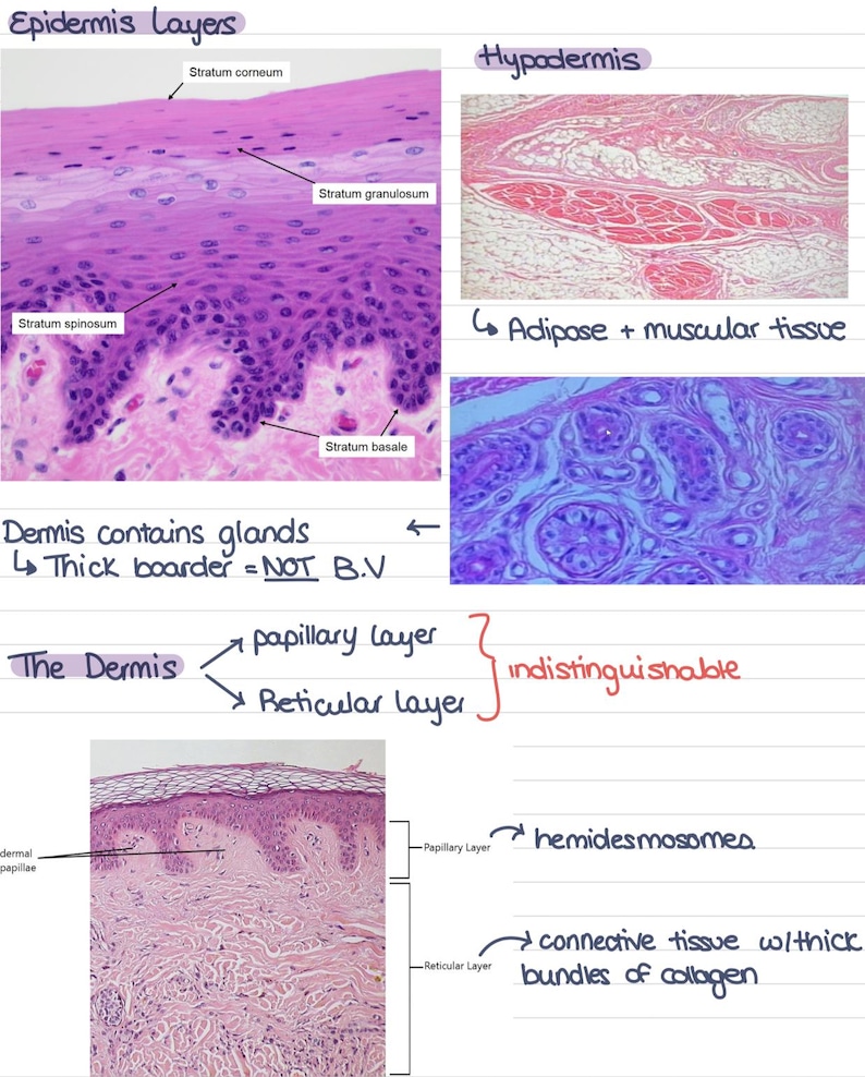 Histology II LAB Notes - Etsy