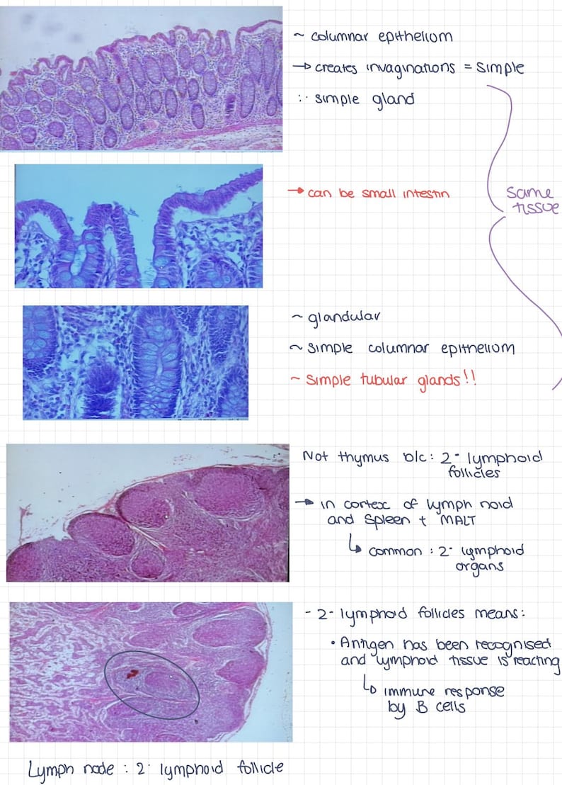 Histology-embryology I - Etsy