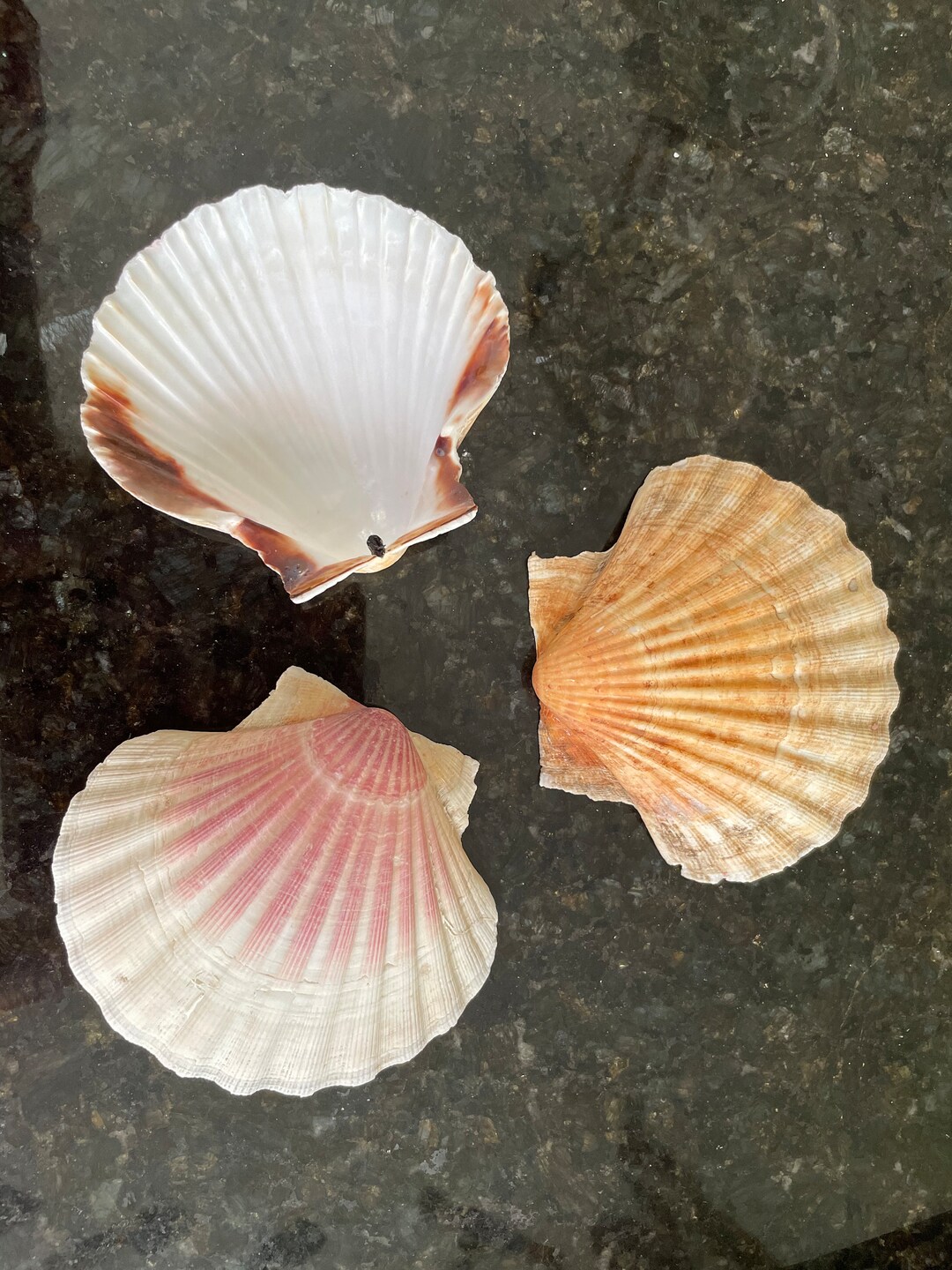Washed Sea Scallop Craft Shells - Etsy