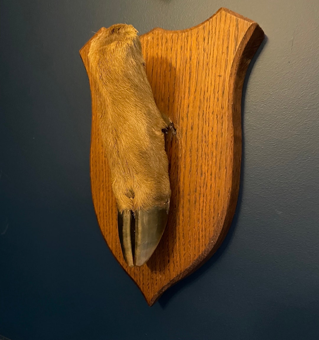 Vintage Mounted Taxidermy Deer Hoof - Etsy