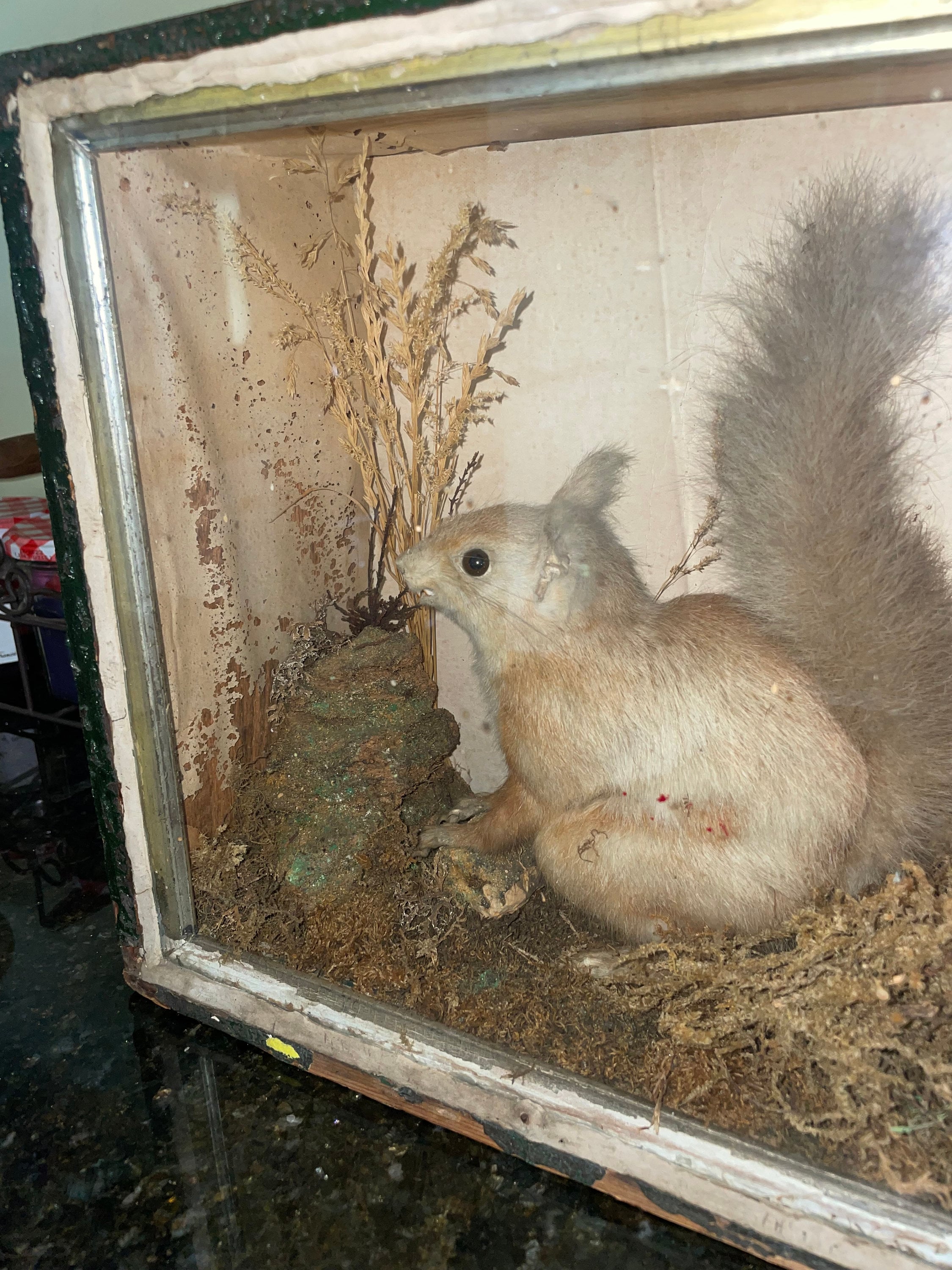 Antique Cased Taxidermy Albino Red Squirrel - Etsy UK