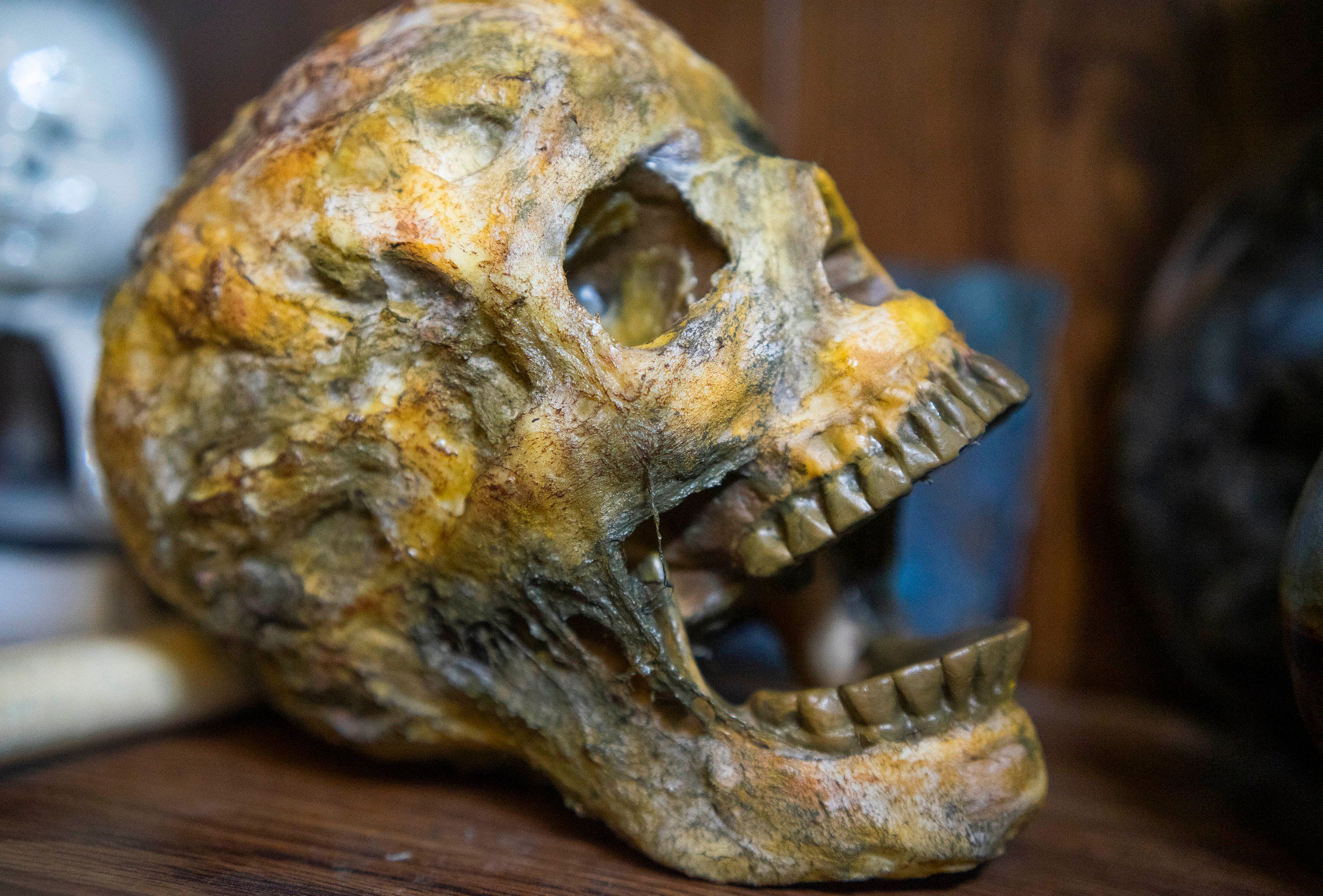 Mummified Human Skull - Egyptian Artifact Mummy Decoration - Spooky ...