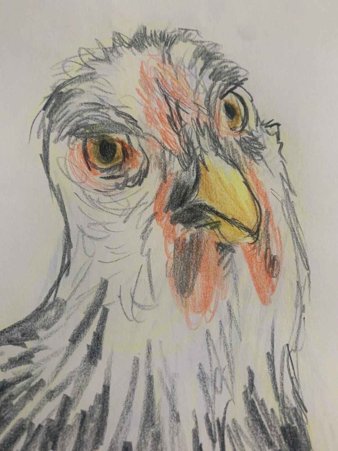 Black and White Chicken Making a Stern Face, Original Color Pencil ...