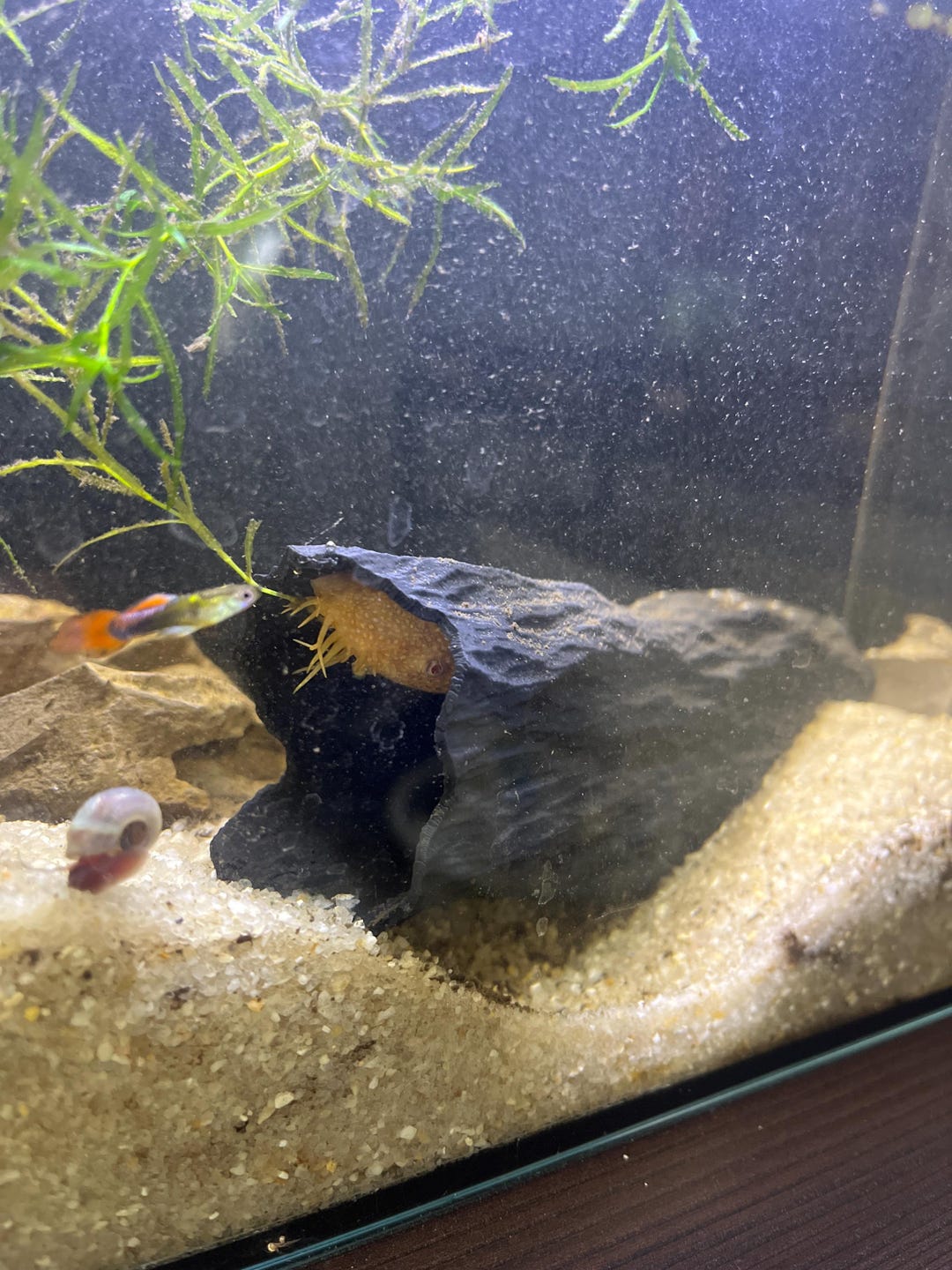 2X 3D Printed Pleco Breeding Caves - 1.5 Inch Wide Ideal for Pleco ...