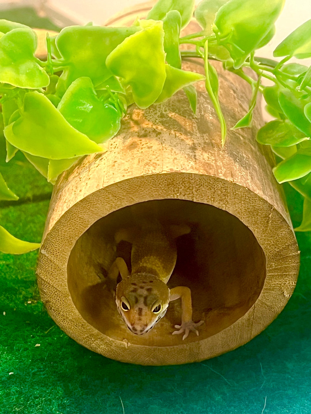 2 Bamboo Reptile Hides Humidifier Terrarium Humidity & - Etsy