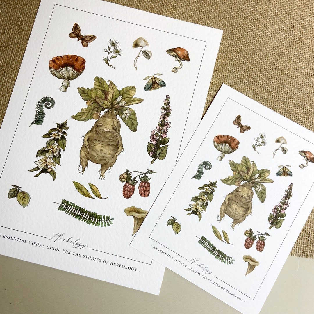 Mandrake Herbology Print, Botanical Print, Poster, Art Print, Herbology ...