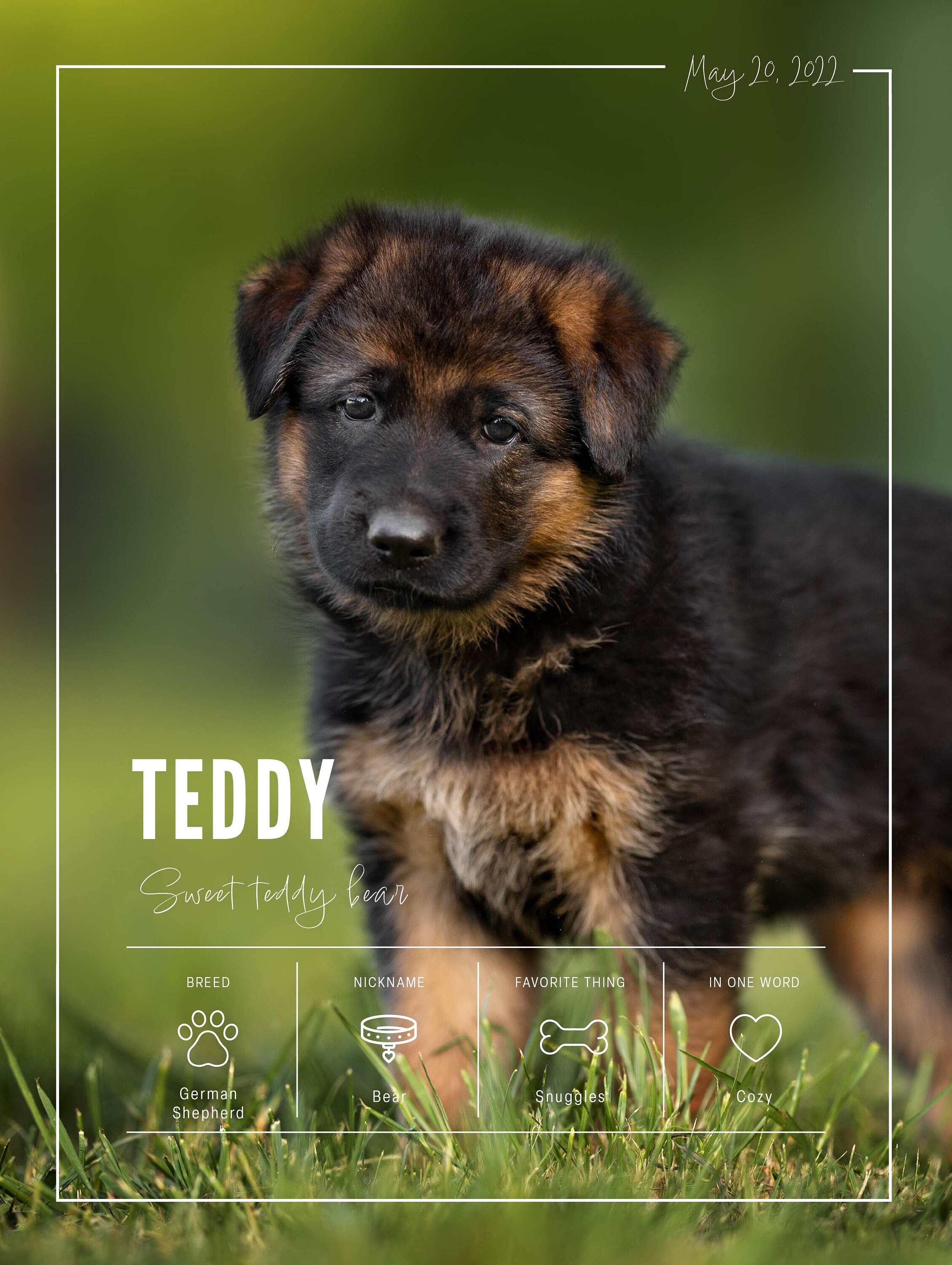 Custom Dog Stat With Photo | Digital File | Personalized and ...