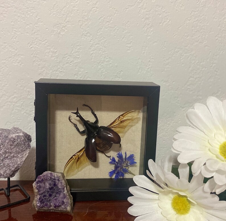 Rhinoceros Beetle Box - Etsy