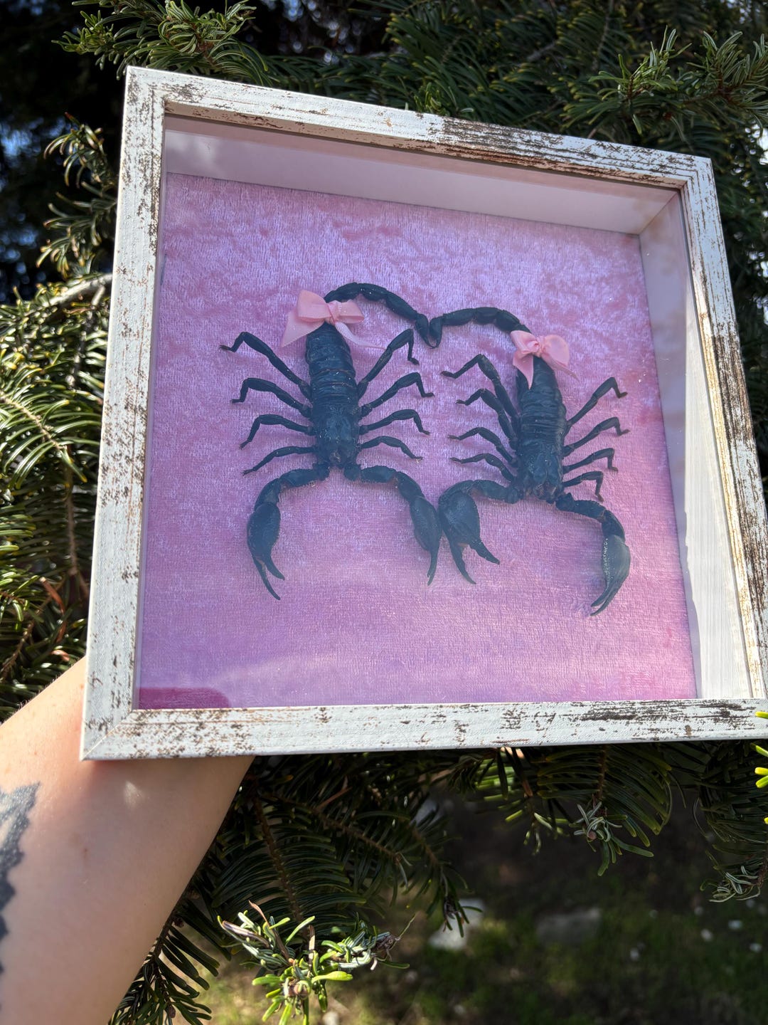 Scorpion Shadow Box - Etsy