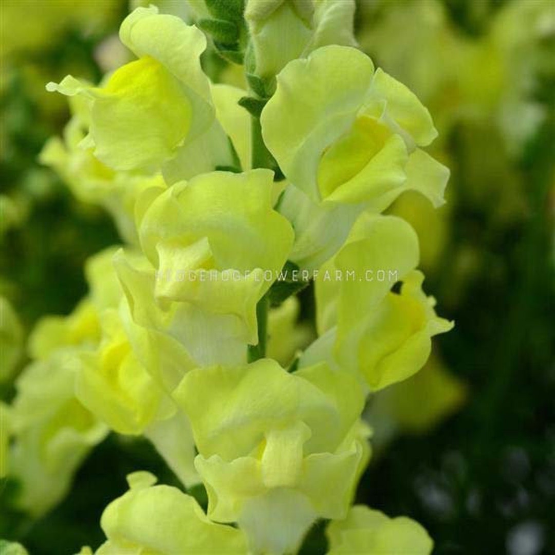 Snapdragon - Rocket Golden Seeds - Pretty Yellow Petals - Tall Cut ...