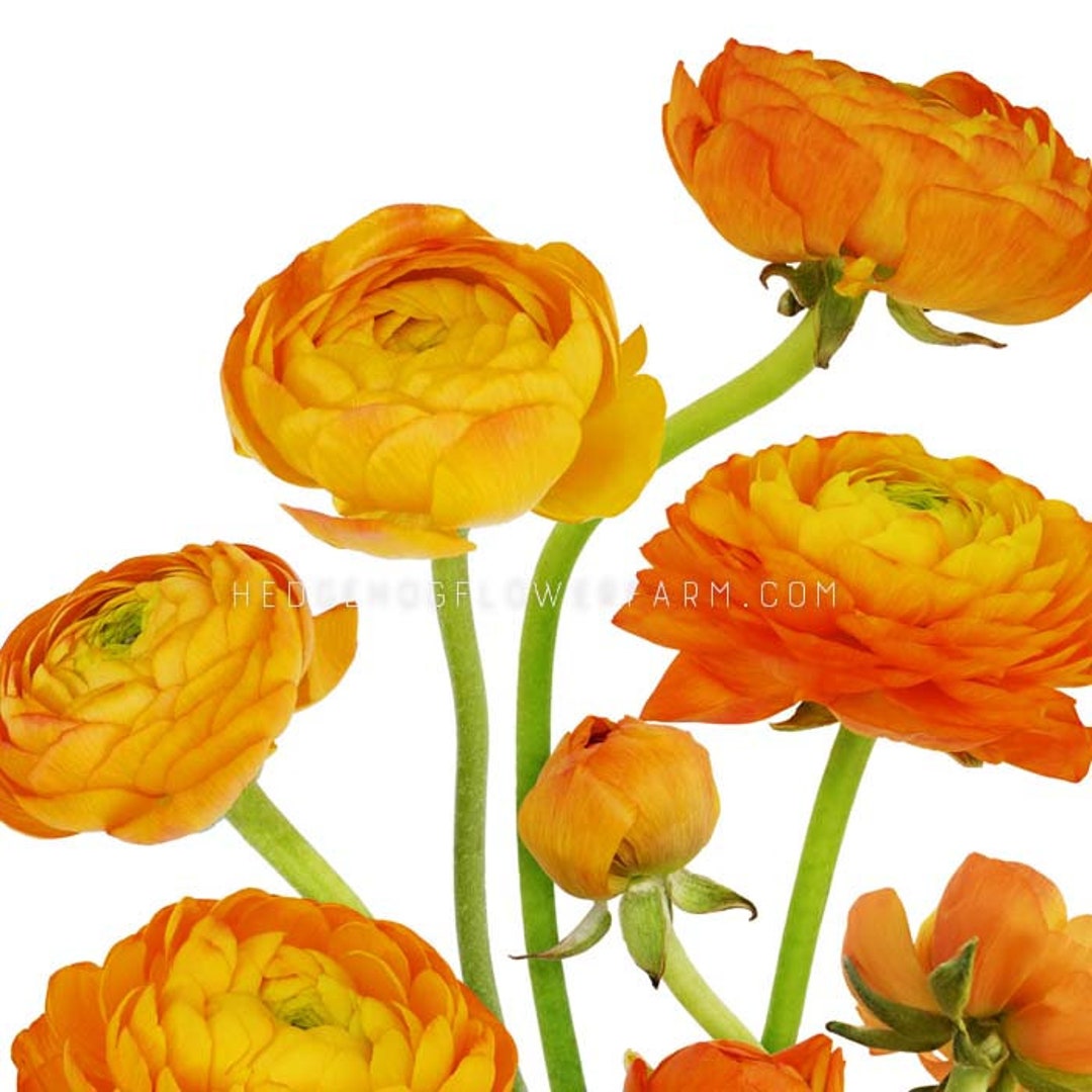 Ranunculus Amandine Orange Picotee 10 Corms Vivid Orange Persian ...