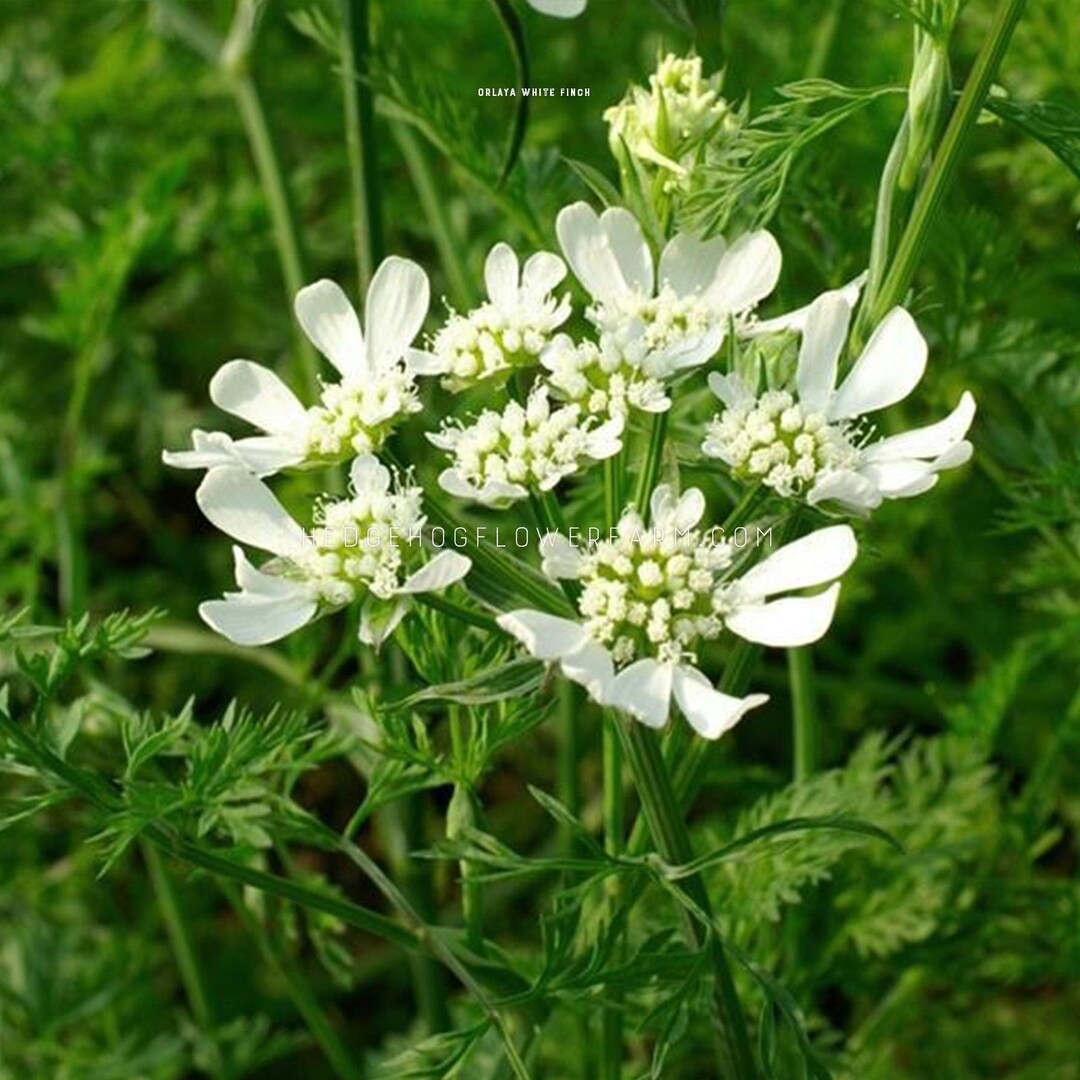 Orlaya - White Finch Seeds - White Lace Flower - Filler Flower for ...