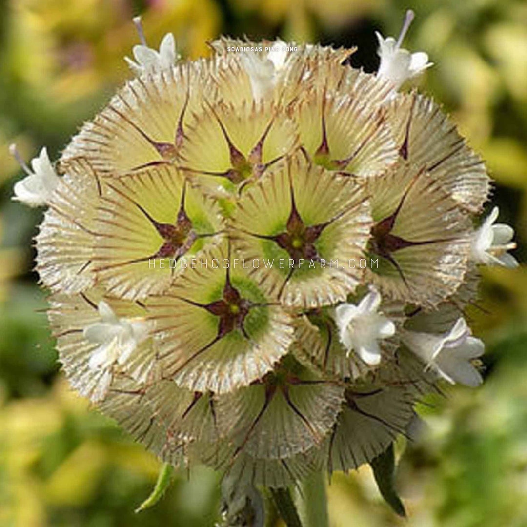 Scabiosa - Ping Pong Seeds - Pincushion Blooms - Textural Filler ...