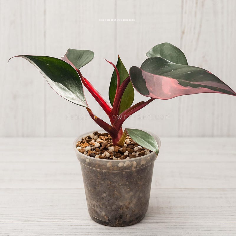Pink Heart Philodendron - Etsy