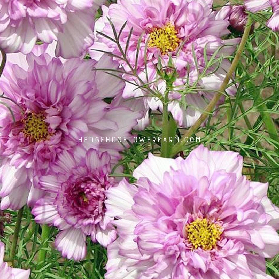 Cosmos - Double Click Pink Bicolor Seeds - Striking Two Tone Pink and ...