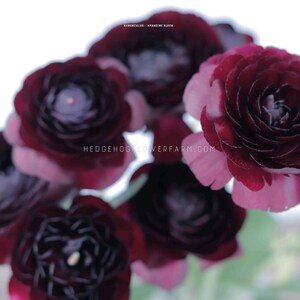 Ranunculus Amandine Black - 10 Corms - Black Persian Buttercups - Etsy