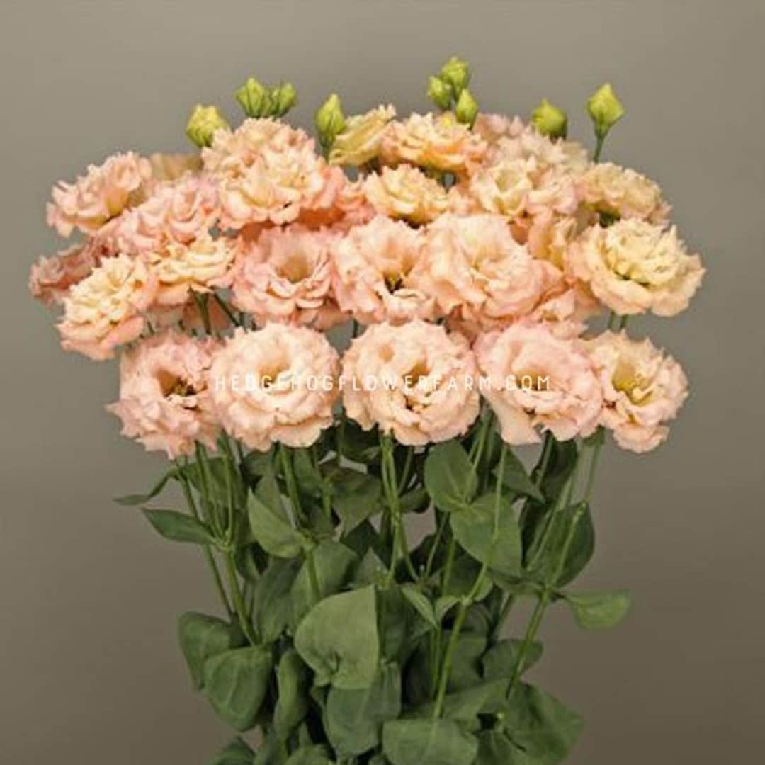 Lisianthus - Elegance 3 Mango Seeds - Pale Pink and Orange Toned Blooms ...