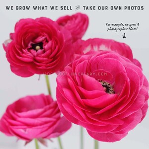 Ranunculus - Tecolote Rose - 10 Corms - Vivid Pink Persian Buttercups ...