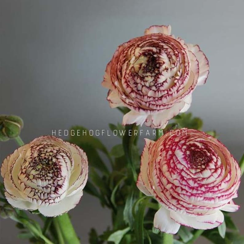 Ranunculus Labelle White Picotee - 10 Corms - White and Purple Persian ...