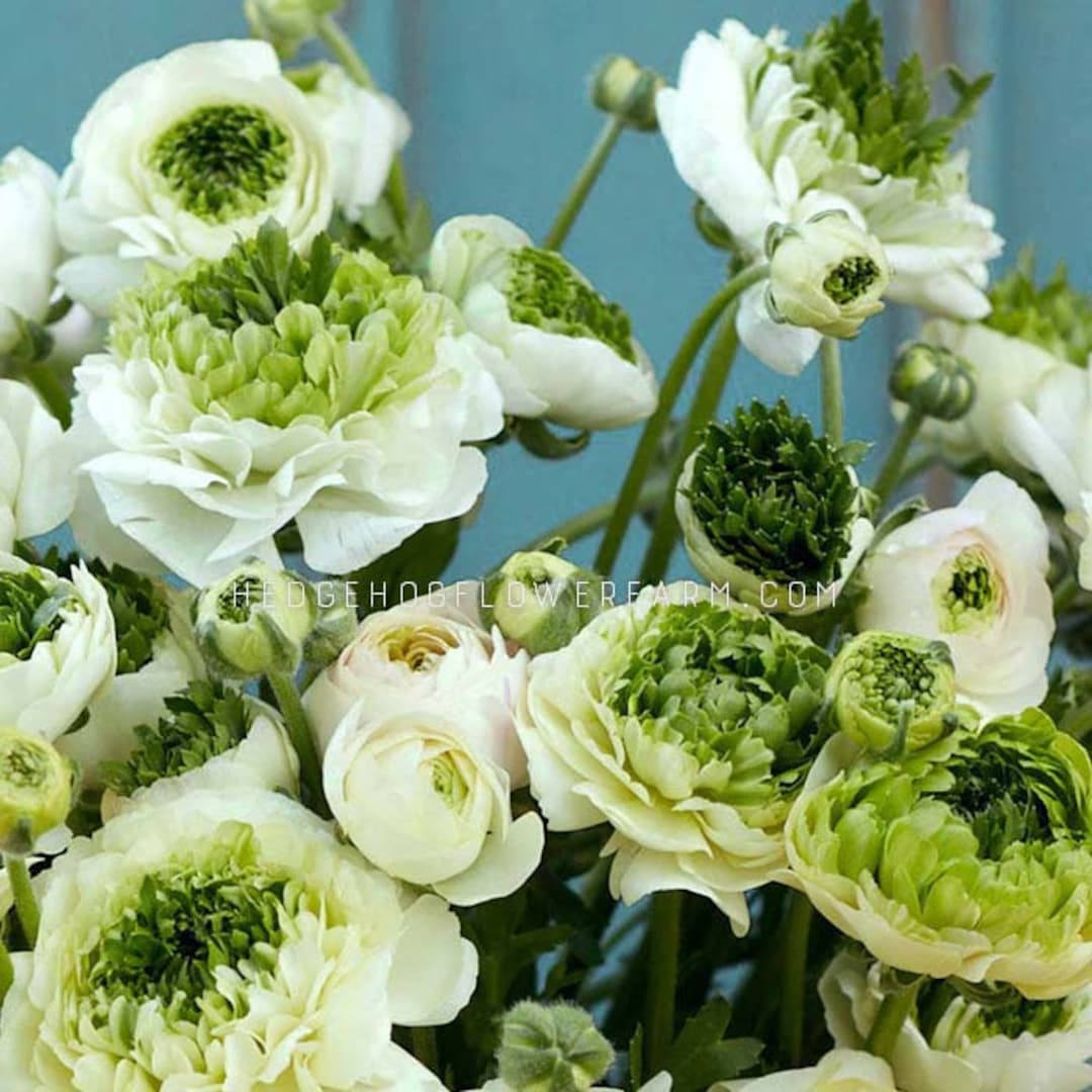 Ranunculus - Super Green White - 10 Corms - Unique Bicolored Buttercups ...