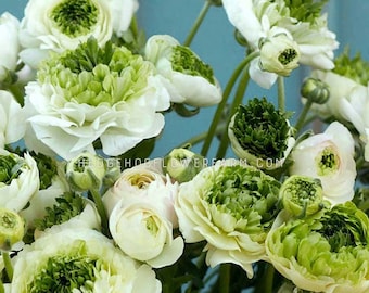 Ranunculus Super Green Cream 10 Corms - Etsy