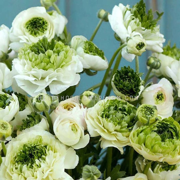 Ranunculus Flower - Etsy