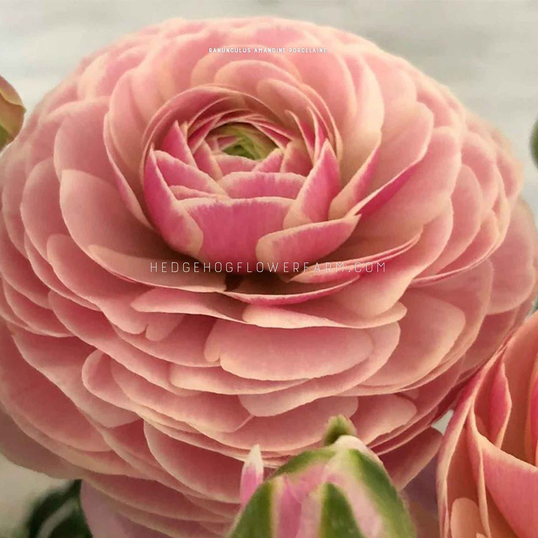 Ranunculus Amandine Porcelaine - Etsy