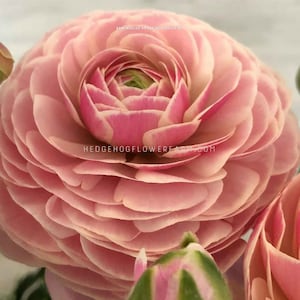 Ranunculus Amandine Porcelaine 10 Corms Pretty Pink Ruffled Flower - Etsy