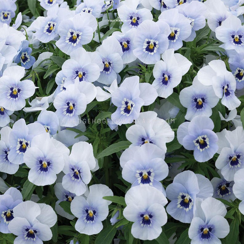 Viola - Penny Marina Seeds - Compact and Versatile Blue Violets - Etsy