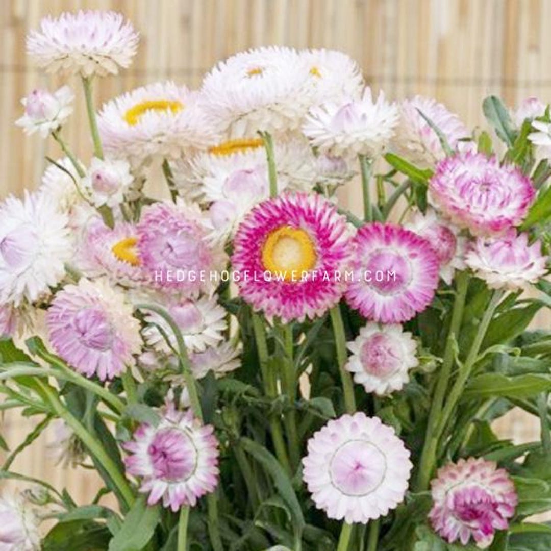 Strawflower - King Silvery Rose Seeds - Pink and White Helichrysum ...