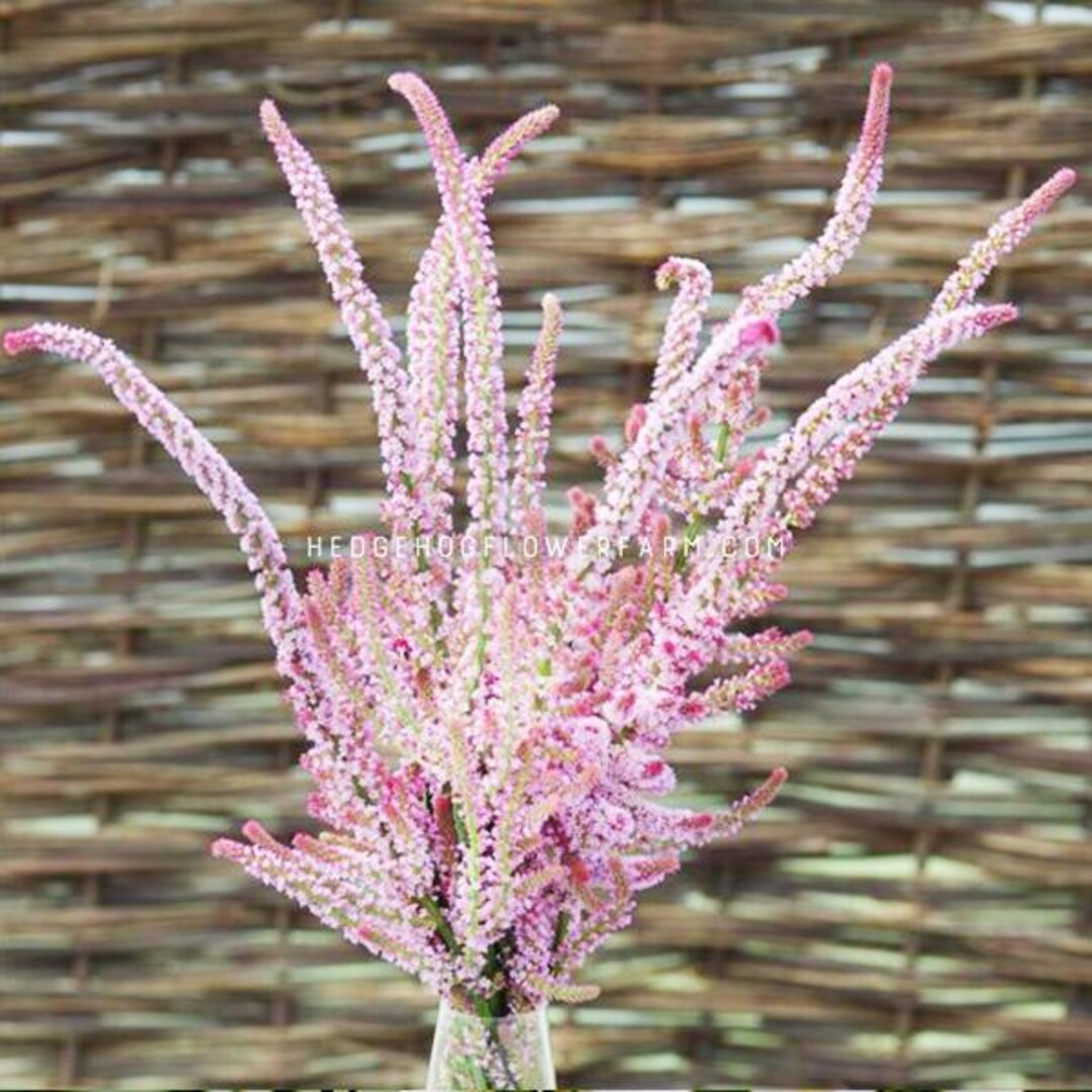 Statice (limonium) - Pink Pokers Seeds - Exciting Fireworks Flowers - Etsy