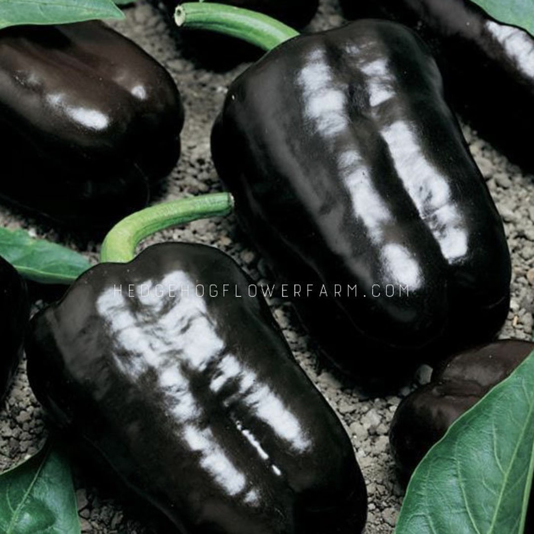 Purple Beauty Pepper Seeds- Dark Purple Bell Peppers - Etsy
