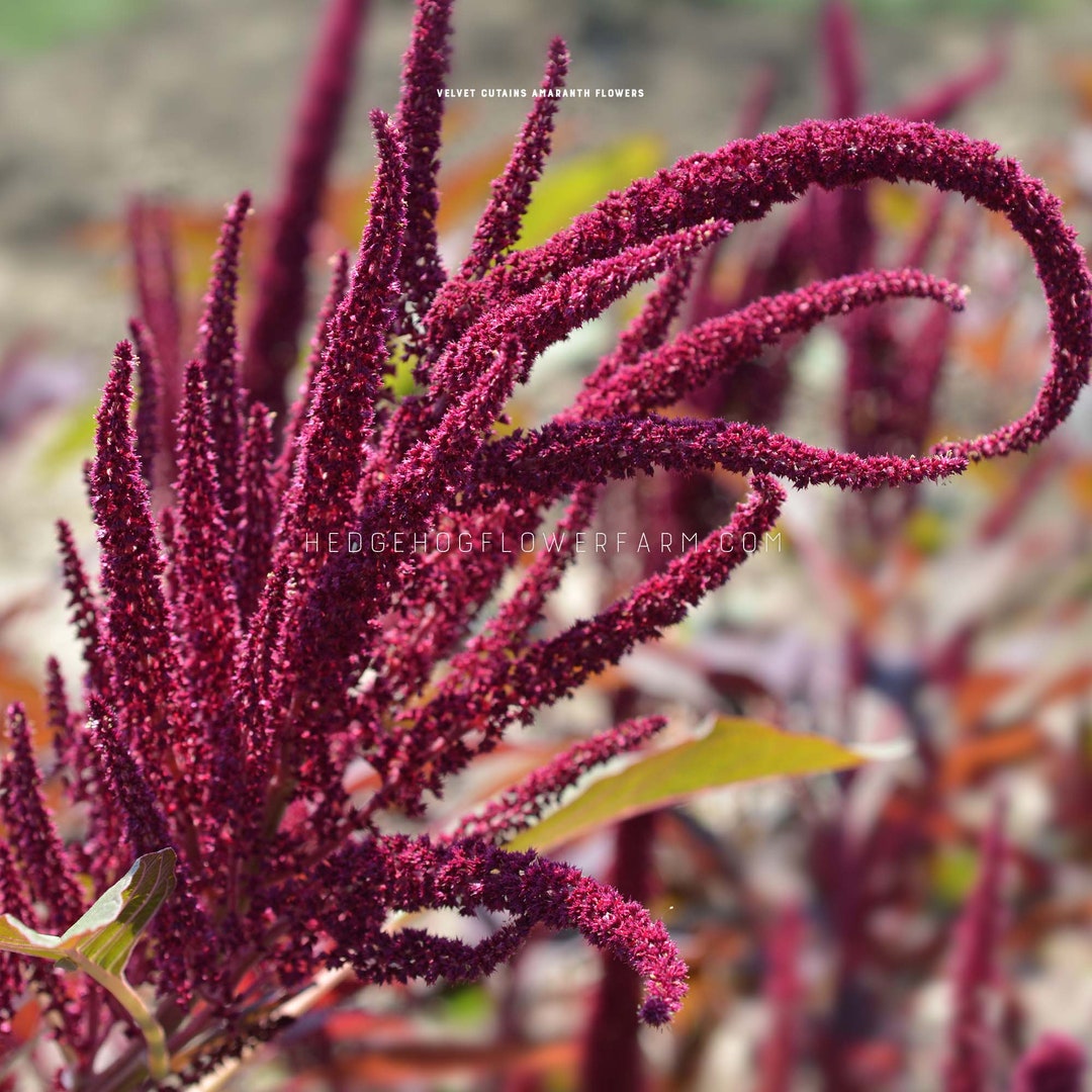 Amaranthus - Velvet Curtains Seeds - Purple Prince's Feather - Unique ...