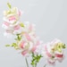 Legend Light Pink Snapdragon Seeds - Pretty Pink and White Petals - Etsy