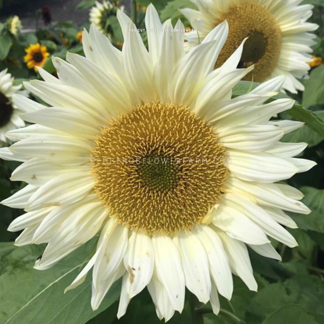 Sunflower - Pro Cut White Lite Seeds - Giant White Sunflower ...