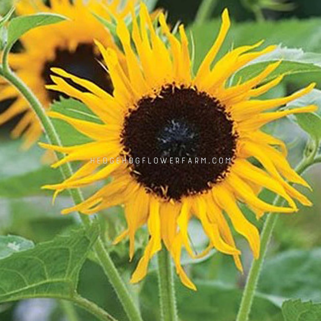 Sunflower Frilly Seeds Dainty, Unique Sunflower - Etsy