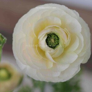 Ranunculus - Super Green Cream - 10 Corms - Unique Ruffled Persian ...