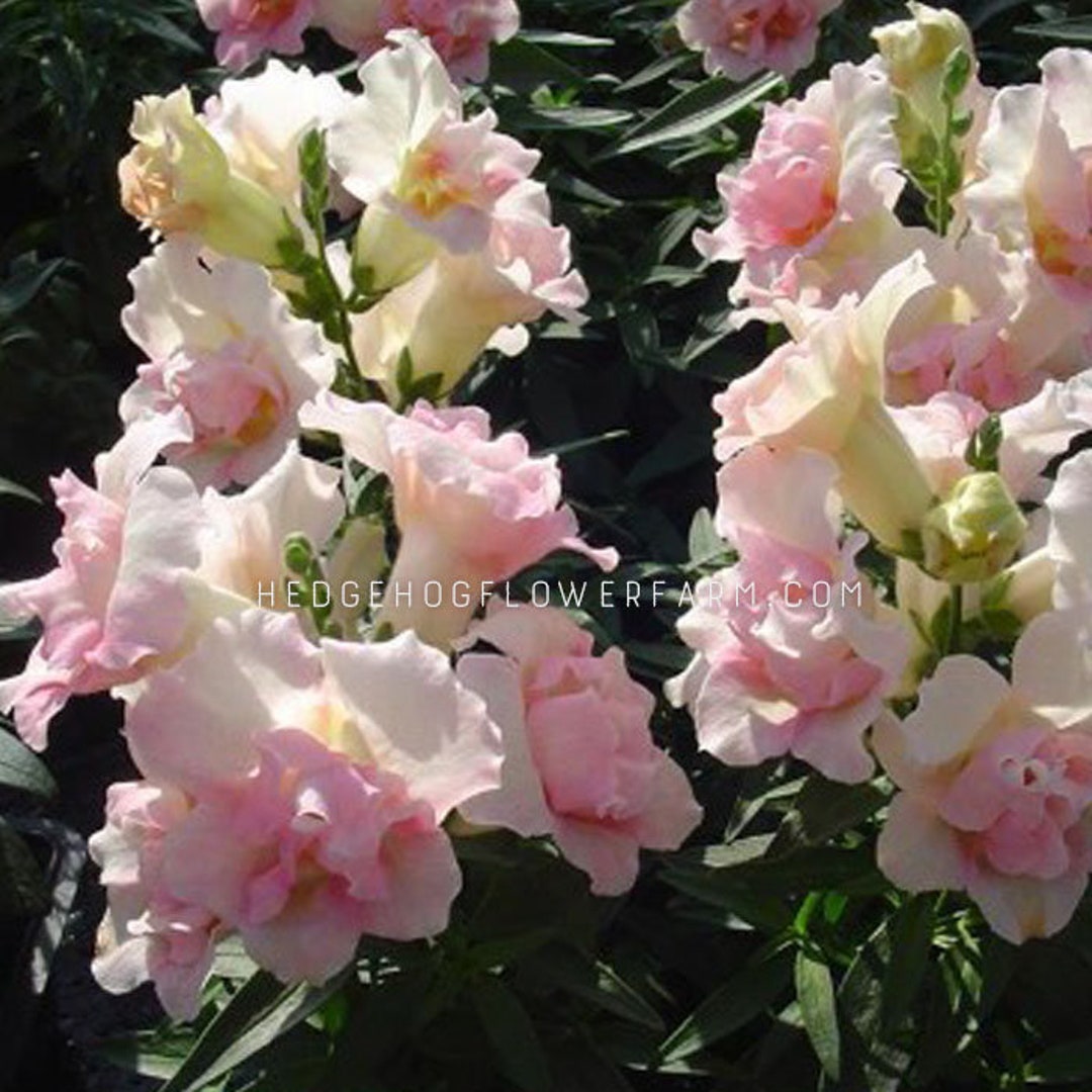Twinny Appleblossom Snapdragon Seeds - Fluffy Pink and White Petals - Etsy