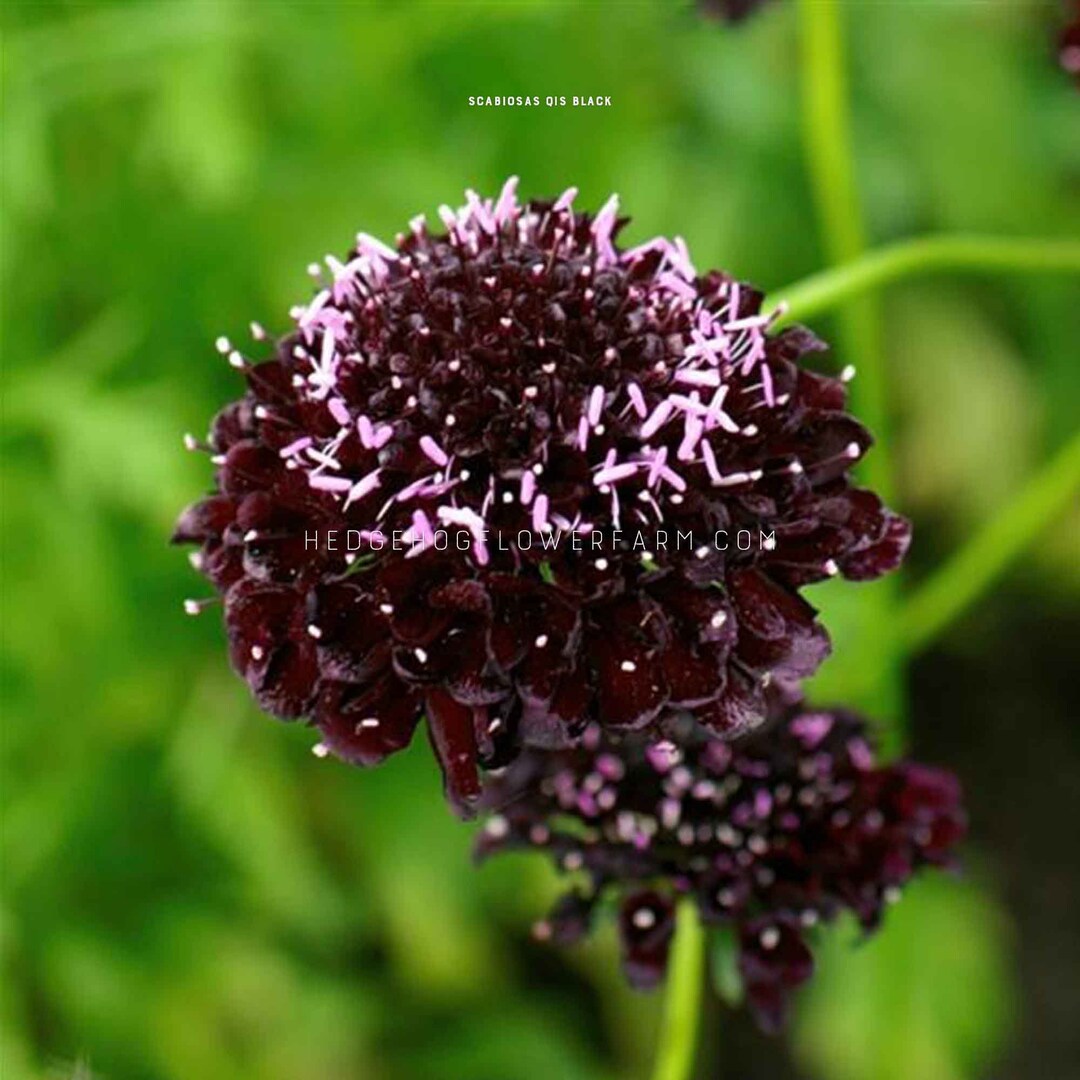 Scabiosa - Qis Black Purple Seeds - Pincushion Flower - Textural Filler ...