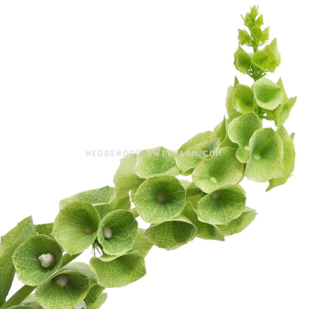 Bells of Ireland Seeds - Intricate Green Foliage - Great Filler Flowers ...