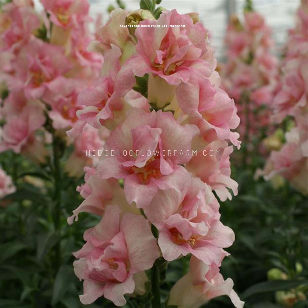 Snapdragon - Doubleshot Appleblossom Seeds - Soft Pretty Pink Petals - Etsy
