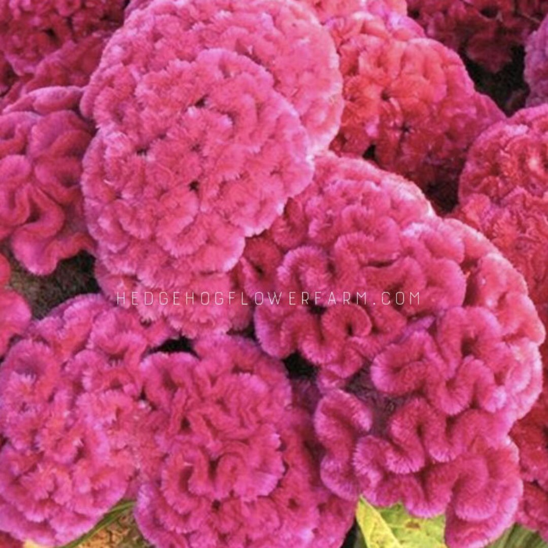 Celosia - Cramer's Rose Seeds - Interesting Brain-shaped Flowers - Etsy