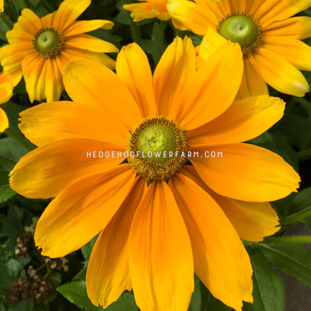 Rudbeckia - Irish Spring Seeds - Irish Eyes - Black Eyed Susan With ...