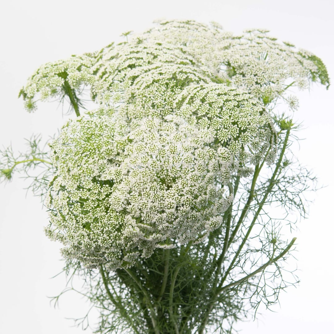 Ammi Visnaga - Casablanca Seeds - White Ammi - Lacy Filler Flowers - Etsy
