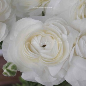 Ranunculus - Half Clone Iceberg - 10 Corms - Icy White Persian ...
