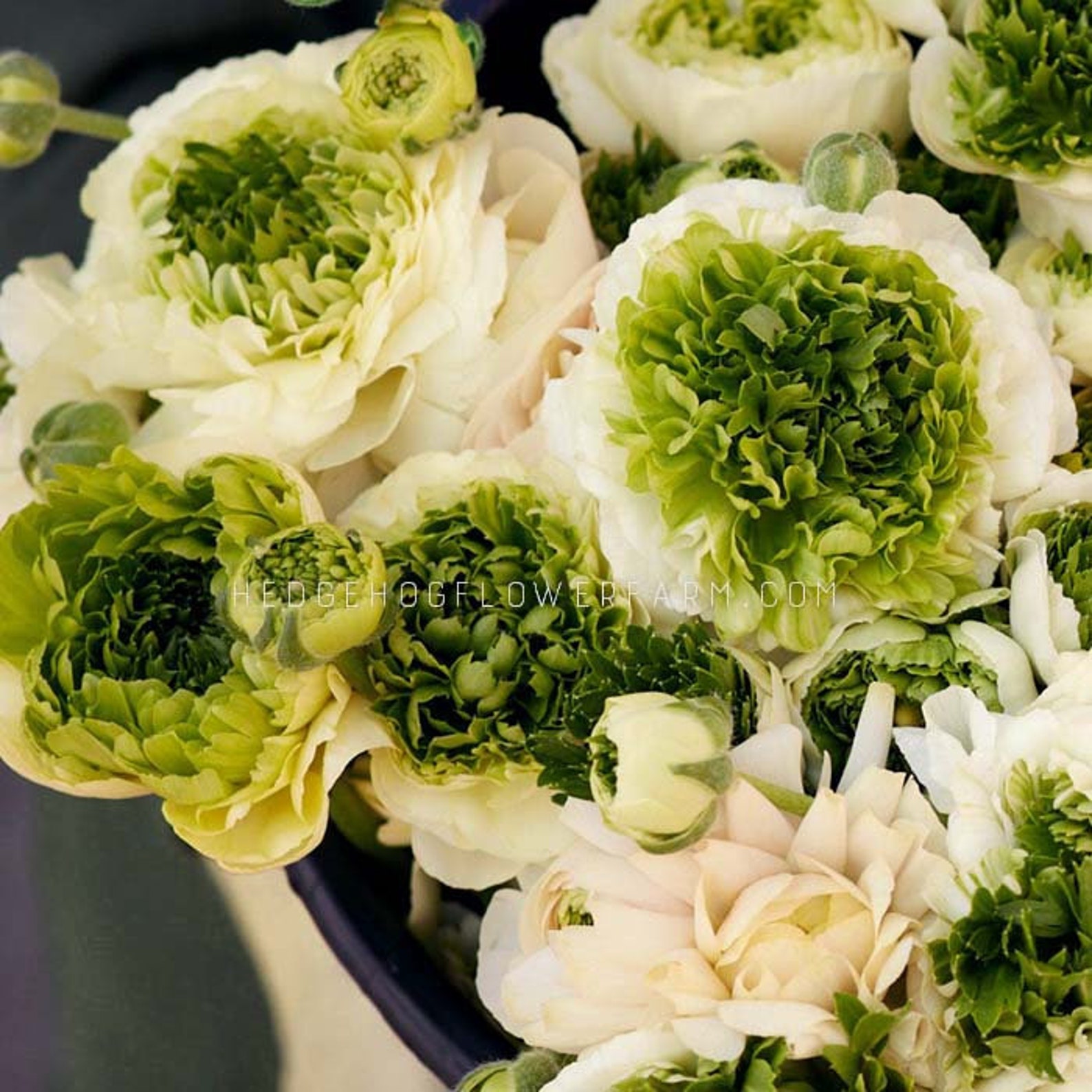 Ranunculus - Super Green Cream - 10 Corms - Unique Ruffled Persian ...