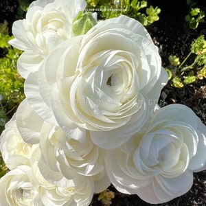 Ranunculus - Half Clone Iceberg - 10 Corms - Icy White Persian ...