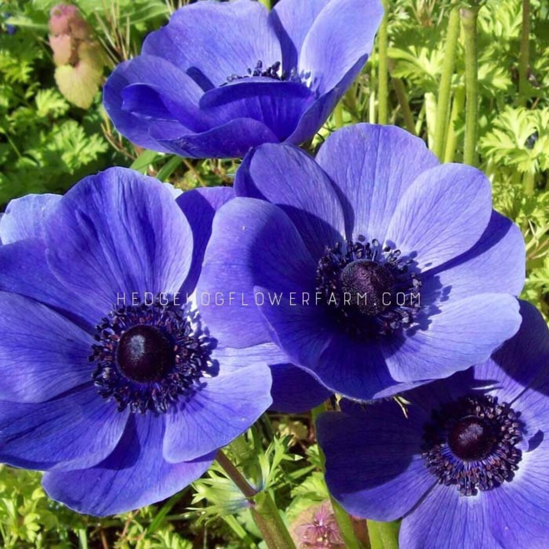 Anemone - Carmel Blue - 10 Corms - Blue Purple Windflowers - Etsy